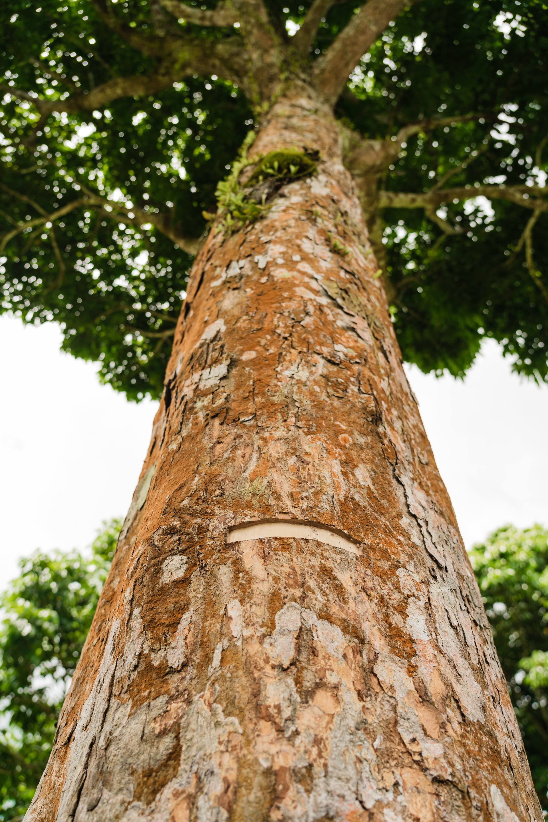 About Pili Ani – Pili Ani PH