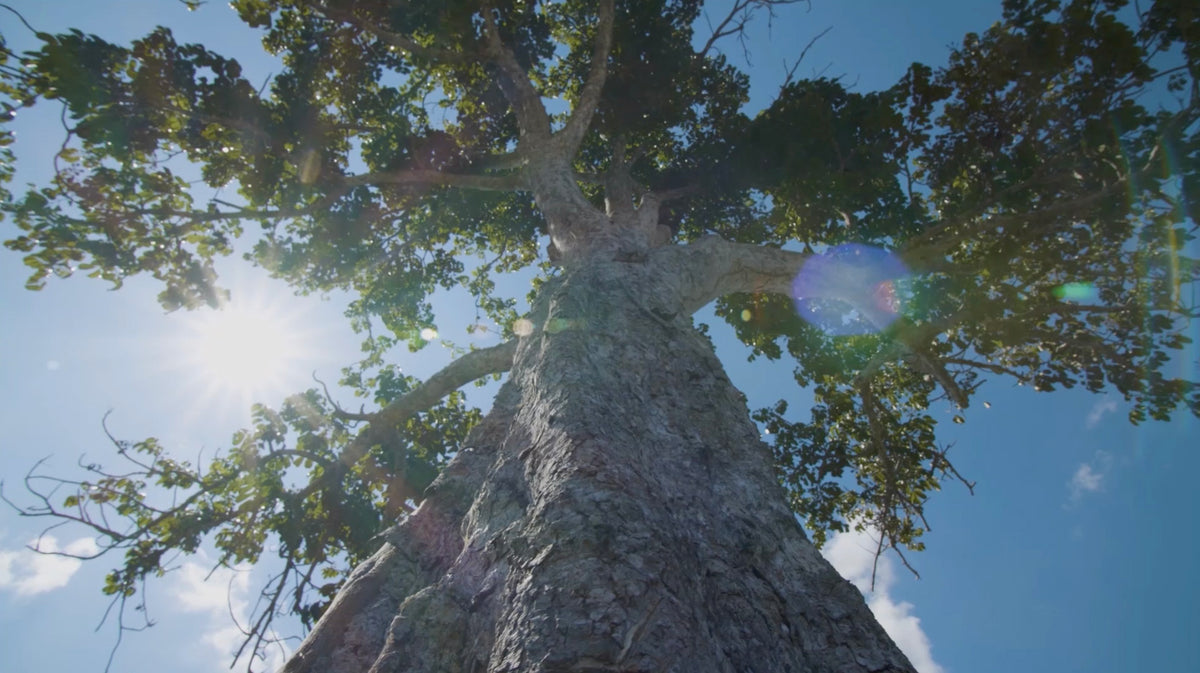 The Chosen Tree – Pili Ani PH