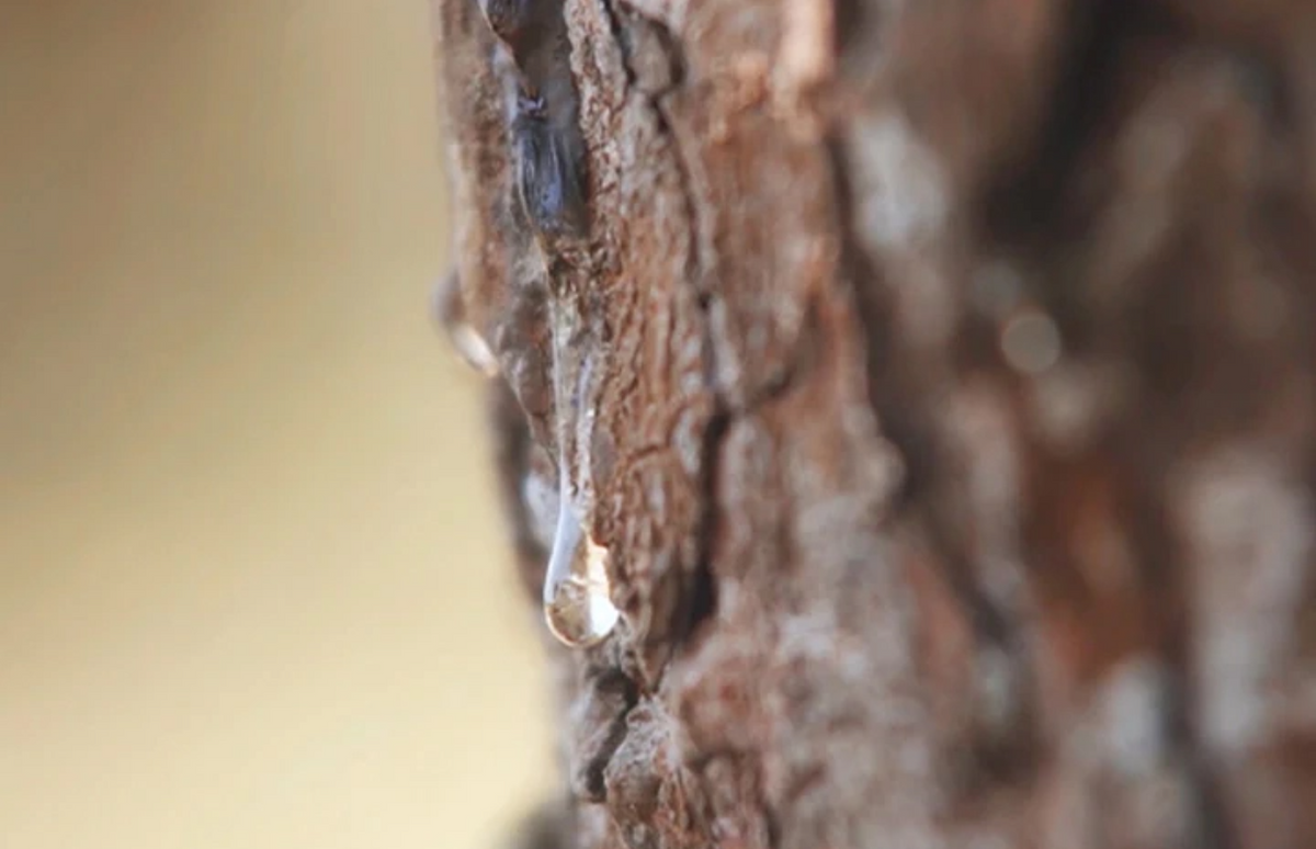 The Chosen Tree – Pili Ani PH